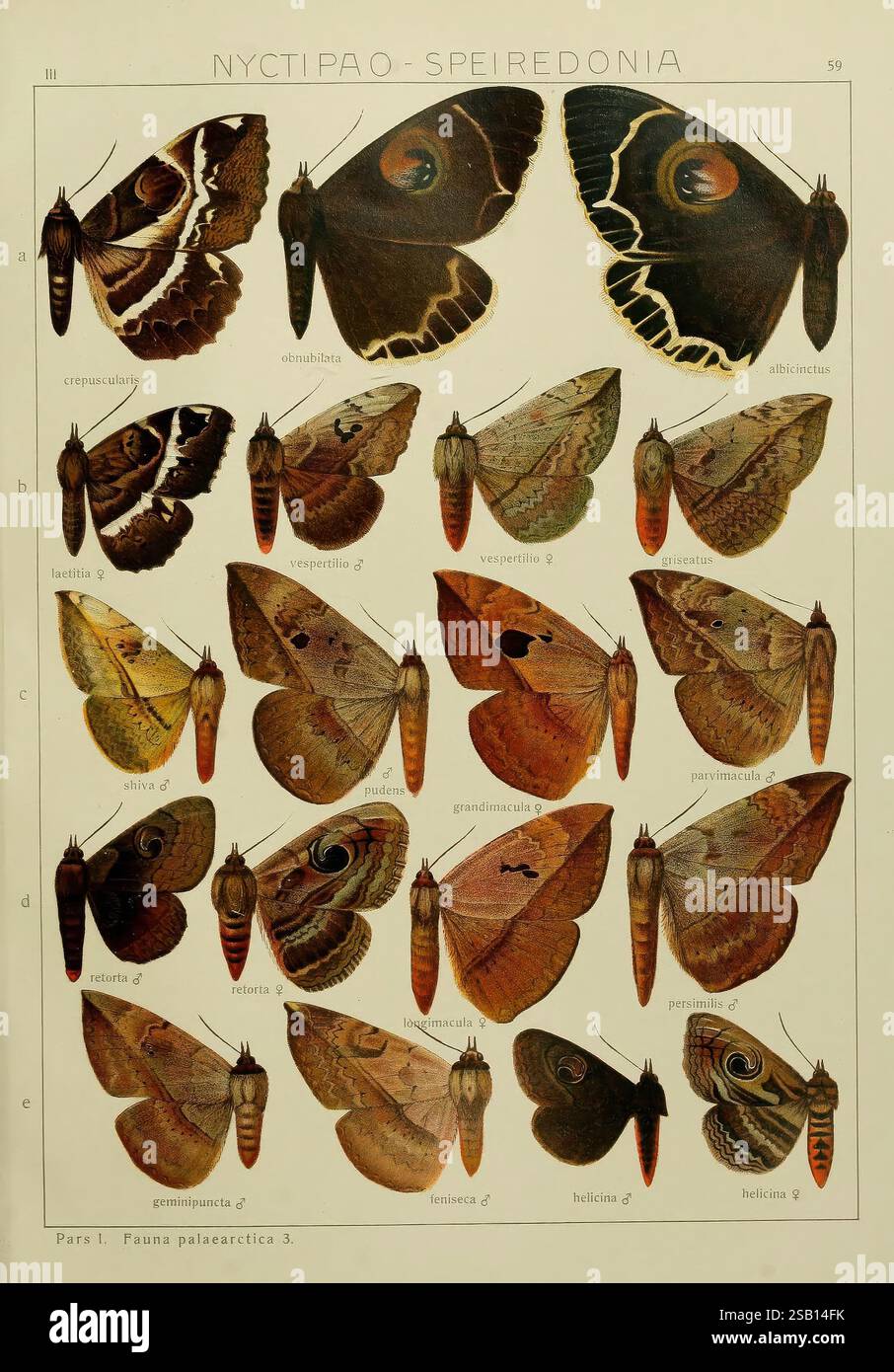 The Macrolepidoptera of the world, v.3, plates Stuttgart, Seitz'schen ...