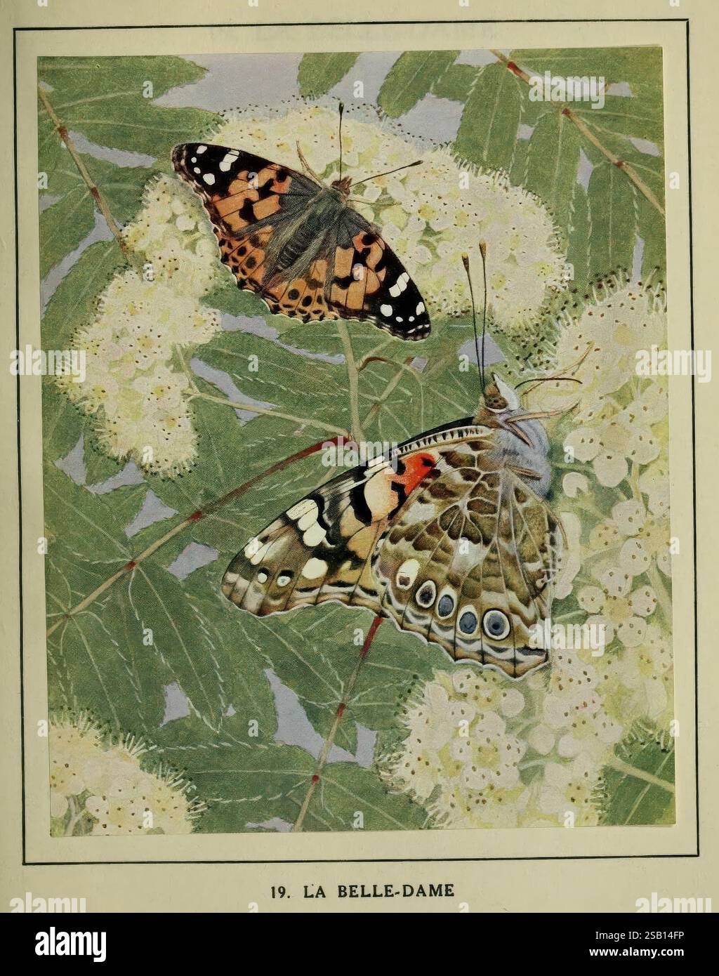 Scene features two beautifully illustrated butterflies positione hi-res ...