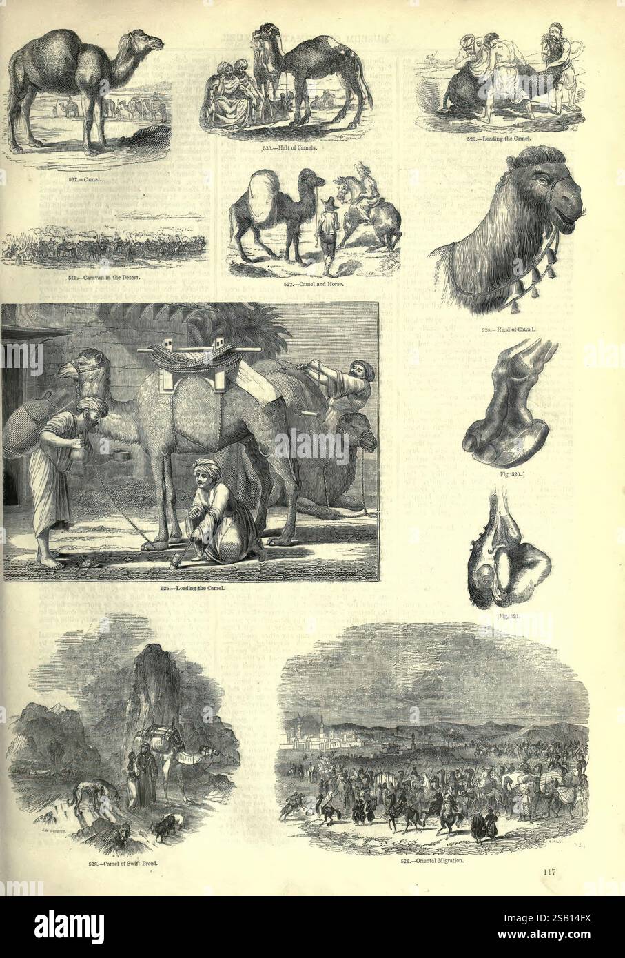 The, pictorial, museum, of, animated, nature London, C. Cox, [1844 ...