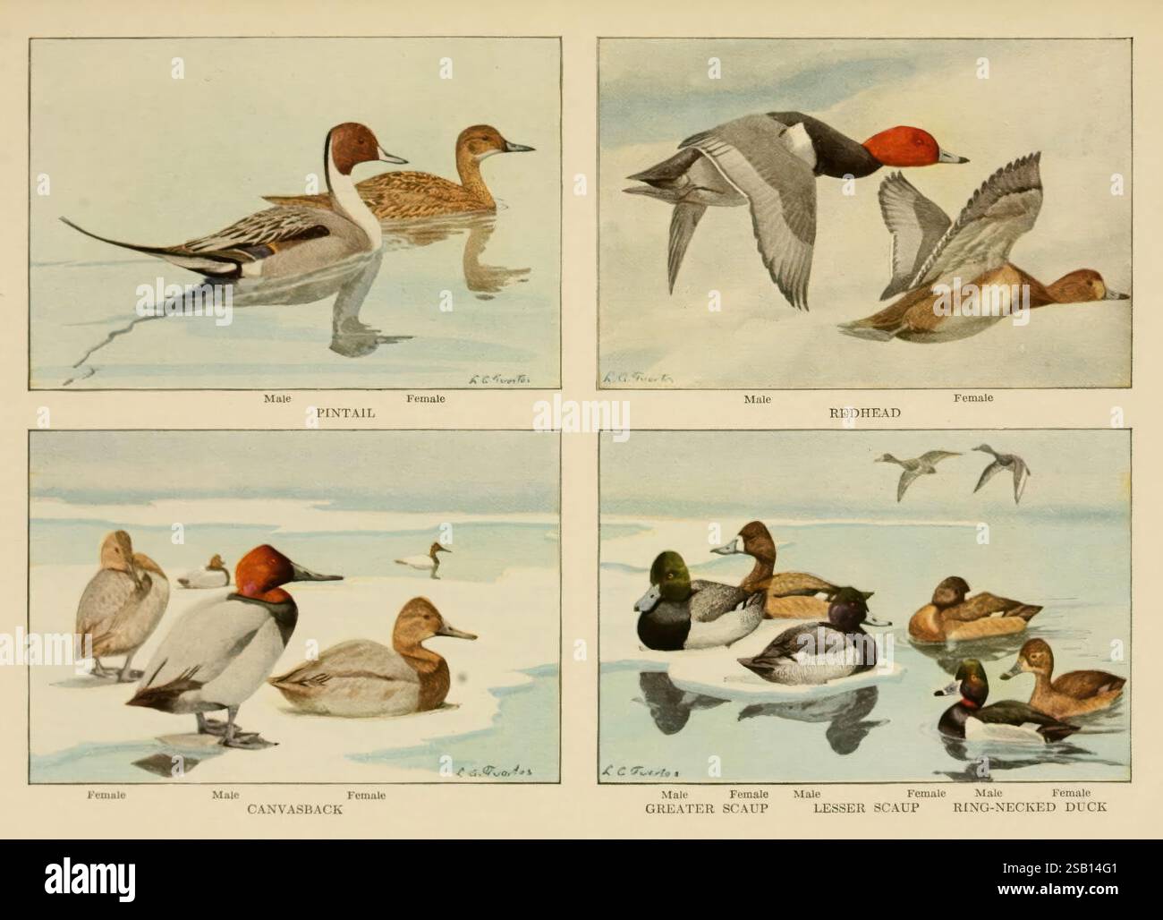 Bottom right panel displays hi-res stock photography and images - Alamy