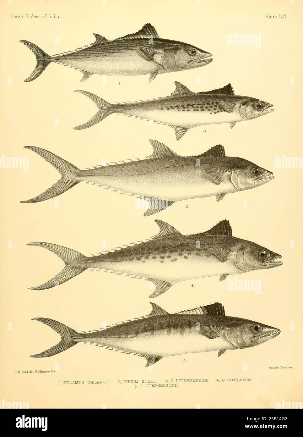 The fishes of India, [1875]-1878, India, Burma, Indian Ocean, Sri Lanka ...