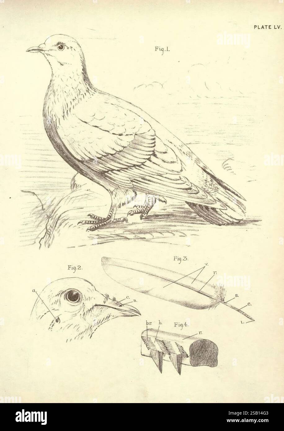 Illustrations of zoology: invertebrates & vertebrates Edinburgh Y. J ...