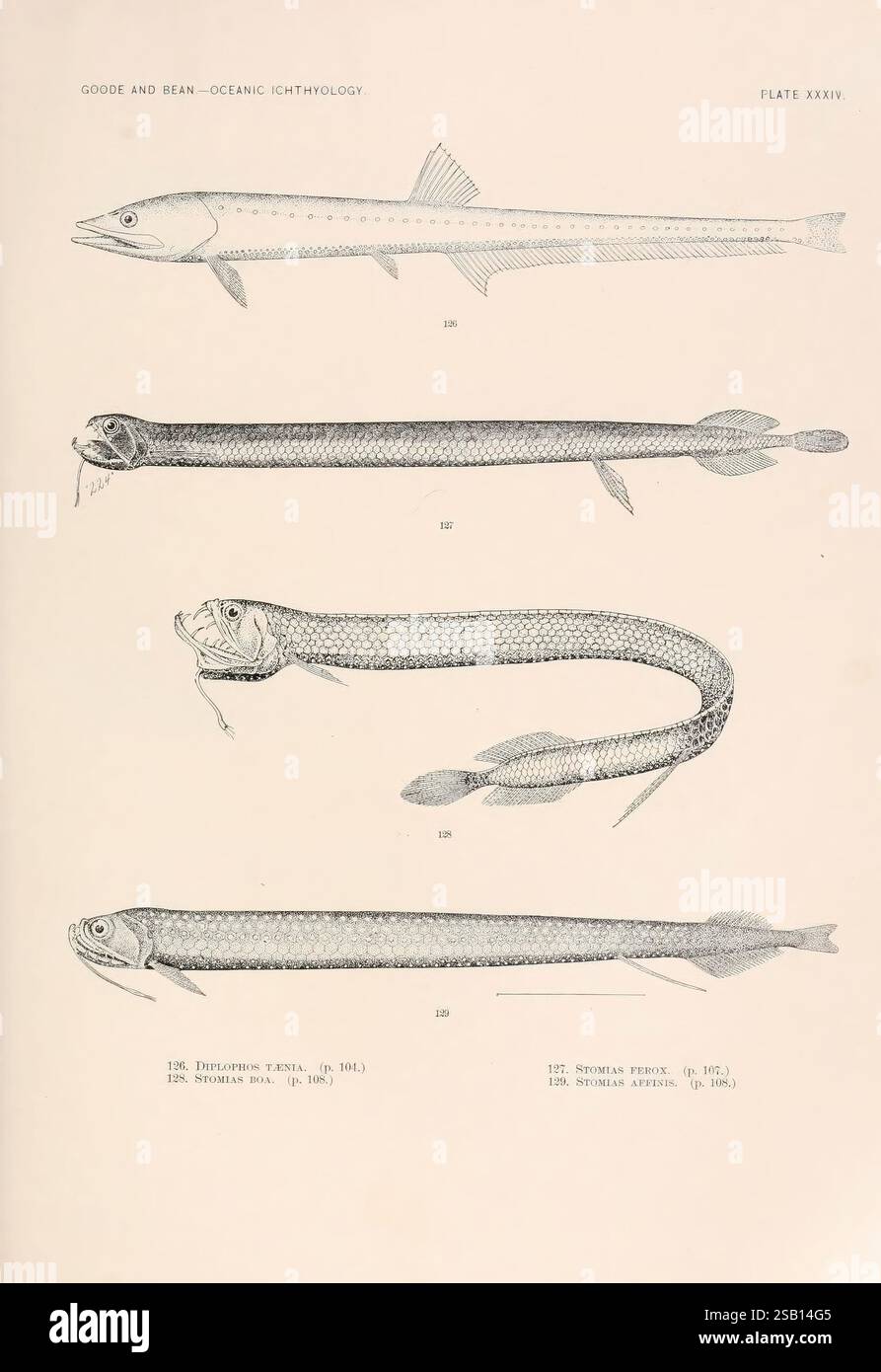 Oceanic ichthyology, v.22, atlas, Cambridge, U.S.A, 1896, Atlantic ...