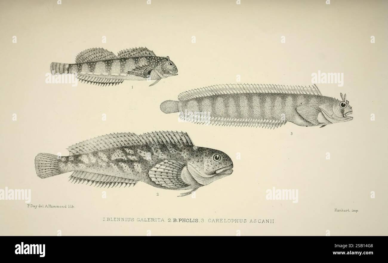 The fishes of Great Britain and Ireland Edinburgh Williams and Norgate ...