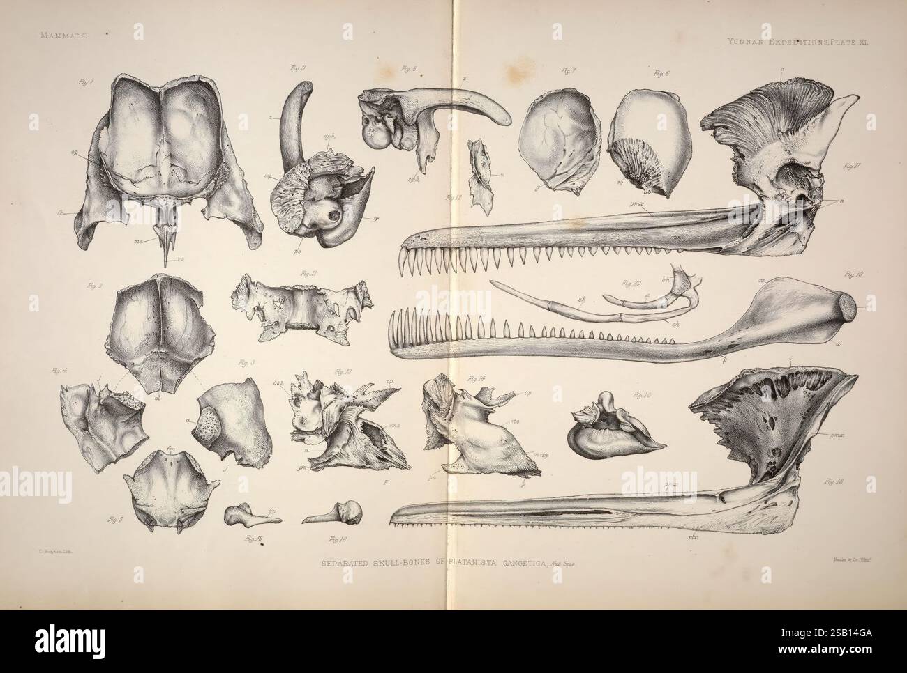 Anatomical and zoological researches v.2. 1878, China, zoology, Yunnan ...
