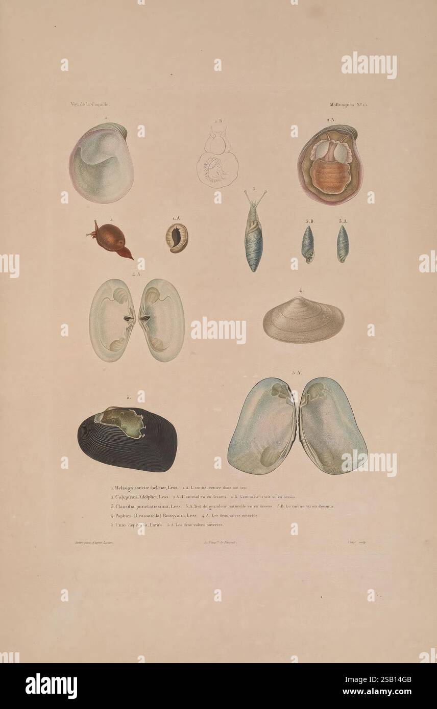 Voyage autour du monde, Paris, Arthus Bertrand, 1825-1830 [i.e. 1838 ...