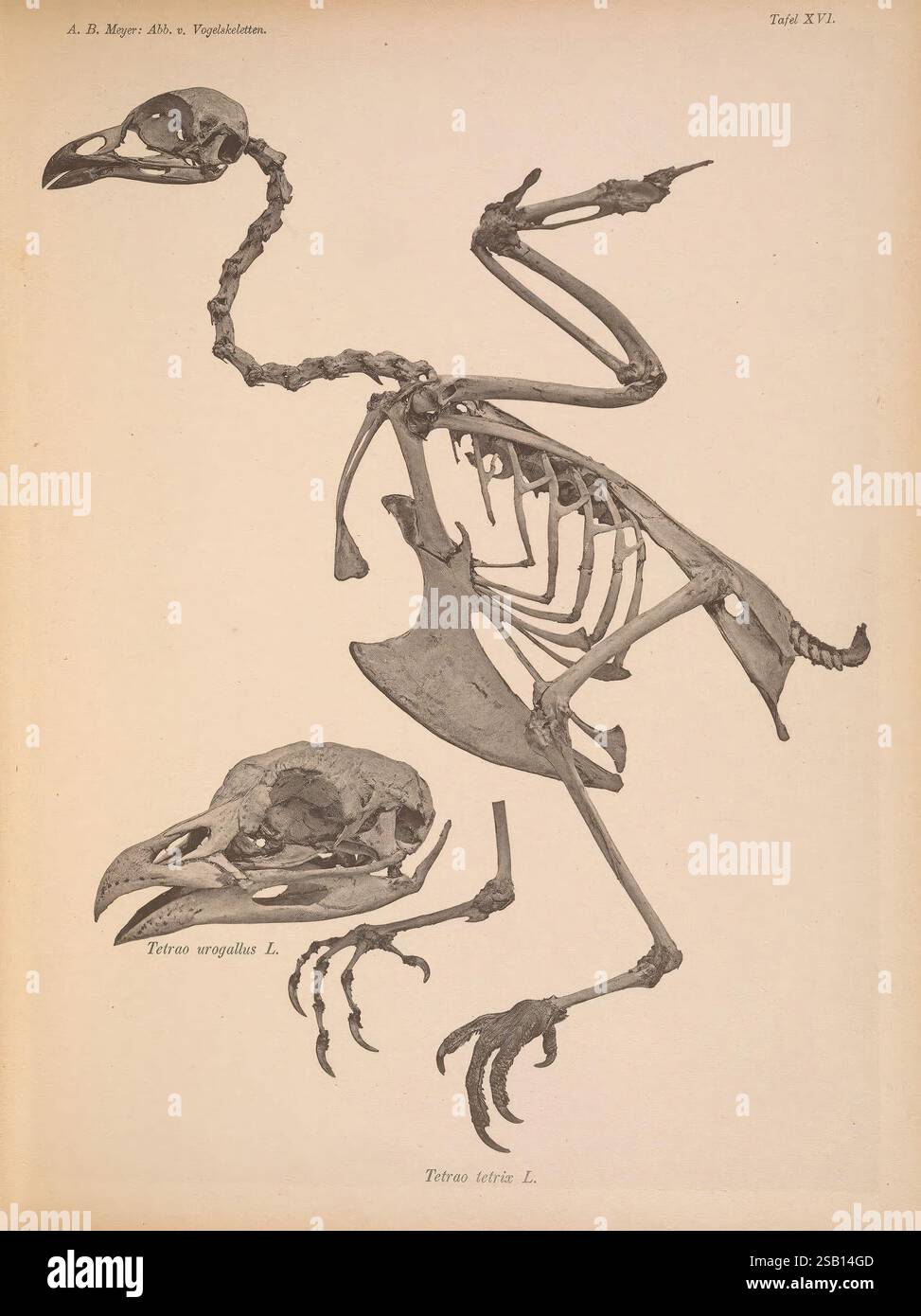 Abbildungen von Vogel-Skeletten, Berlin, 1879-1897, birds, anatomy, The ...