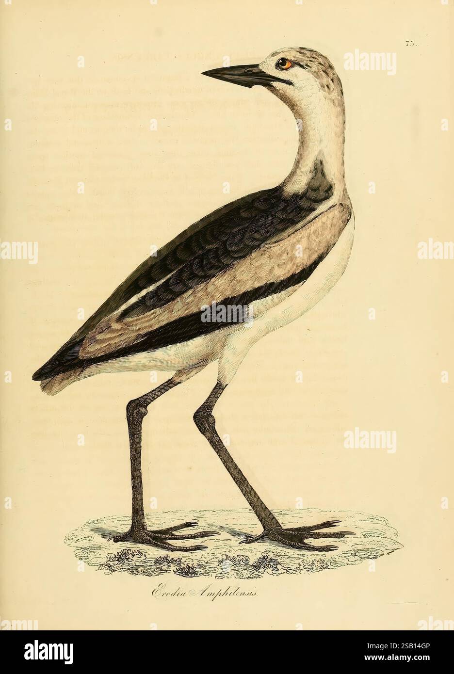 Illustrations of ornithology, Dublin, Longman, Rees, Orme, Brown, Green ...