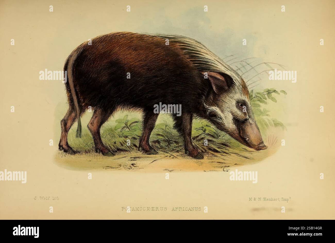 Bushpig exhibits hi-res stock photography and images - Alamy