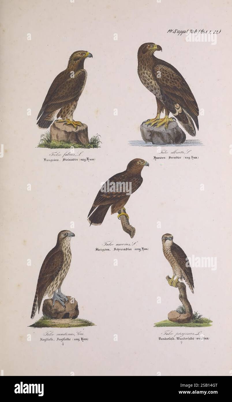 Skandinaviens fugle, Kjøbenhavn, L.A. Jørgensen, 1875-1879 birds ...