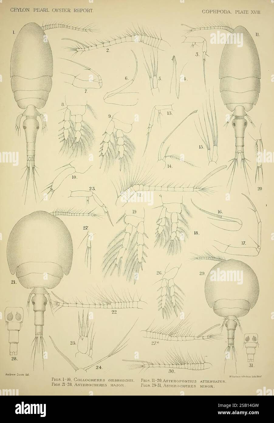 Different copepod types hi-res stock photography and images - Alamy