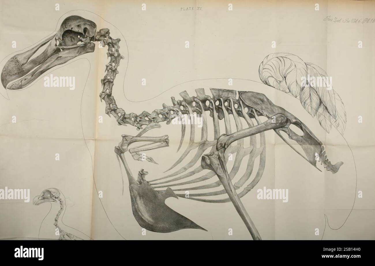 Precision of avian anatomy hi-res stock photography and images - Alamy