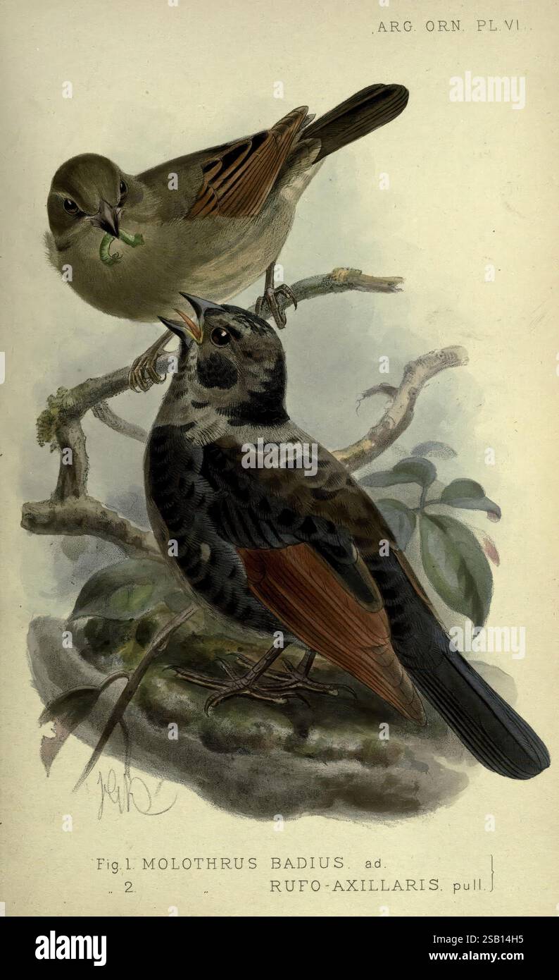 Bird seemingly feeding hi-res stock photography and images - Alamy