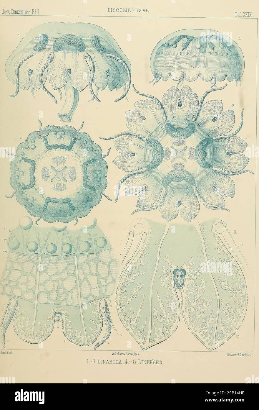 Larger specimen resembling hi-res stock photography and images - Alamy