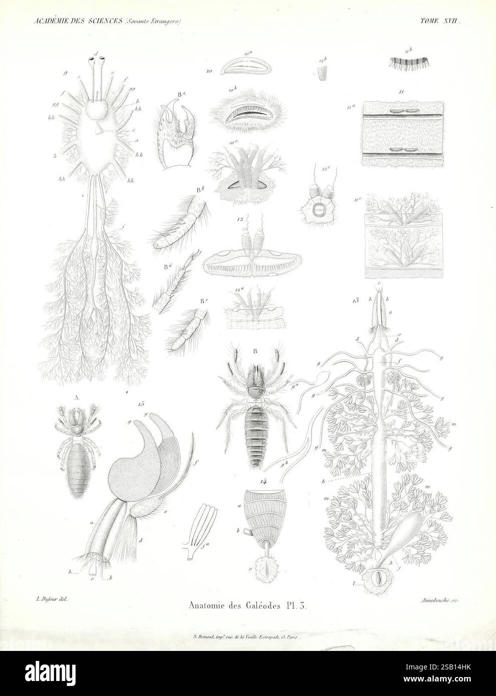 Anatomie, physiologie et histoire naturelle des galéodes, Paris, Impr ...