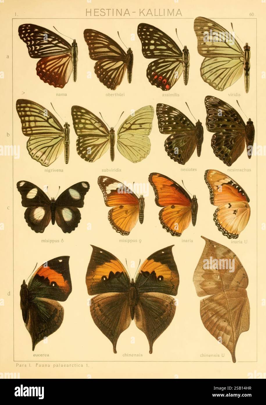 The, Macrolepidoptera, of, the, world, Stuttgart, Seitz'schen, Kernen ...