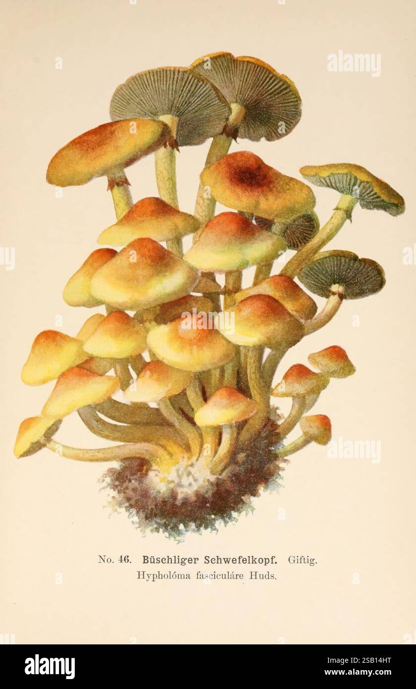 Histsciart taxonomy hi-res stock photography and images - Alamy