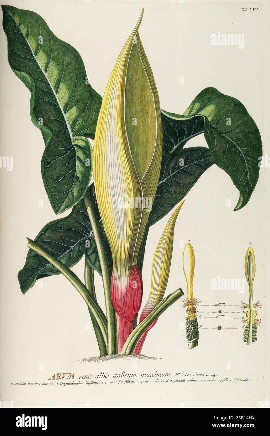 Spathe transition hi-res stock photography and images - Alamy