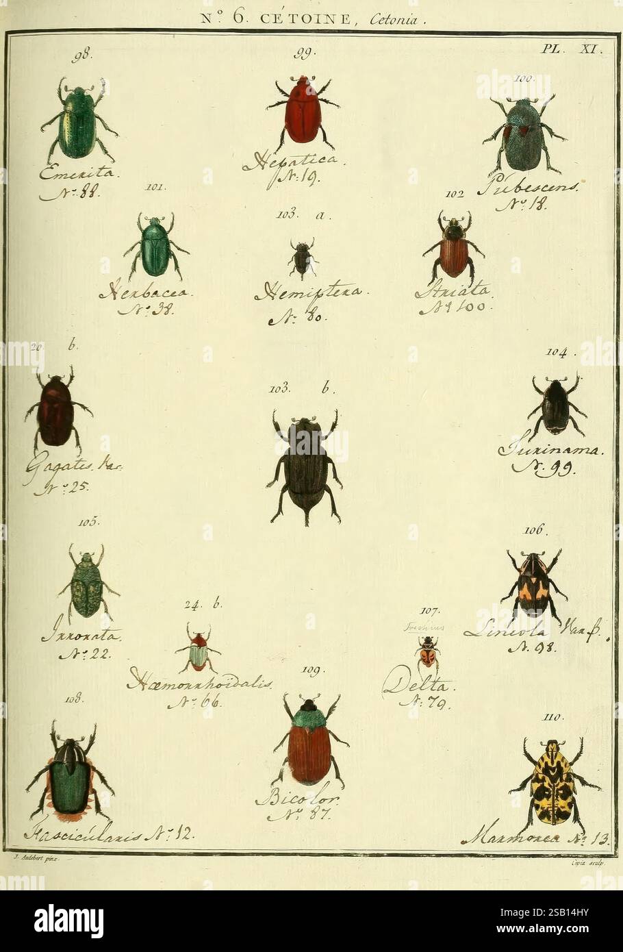 Various beetle types hi-res stock photography and images - Alamy