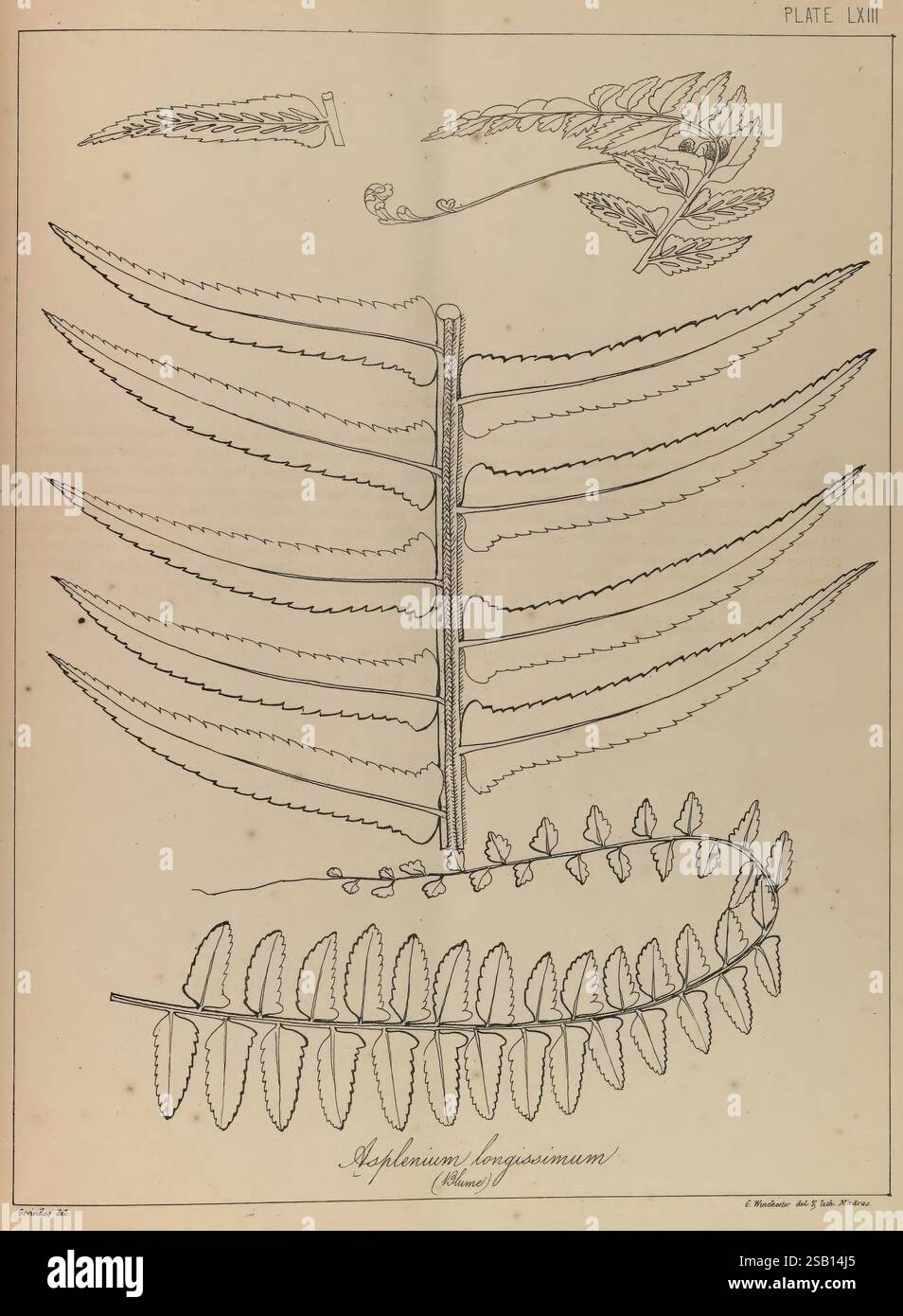 Complexity of fern species hi-res stock photography and images - Alamy