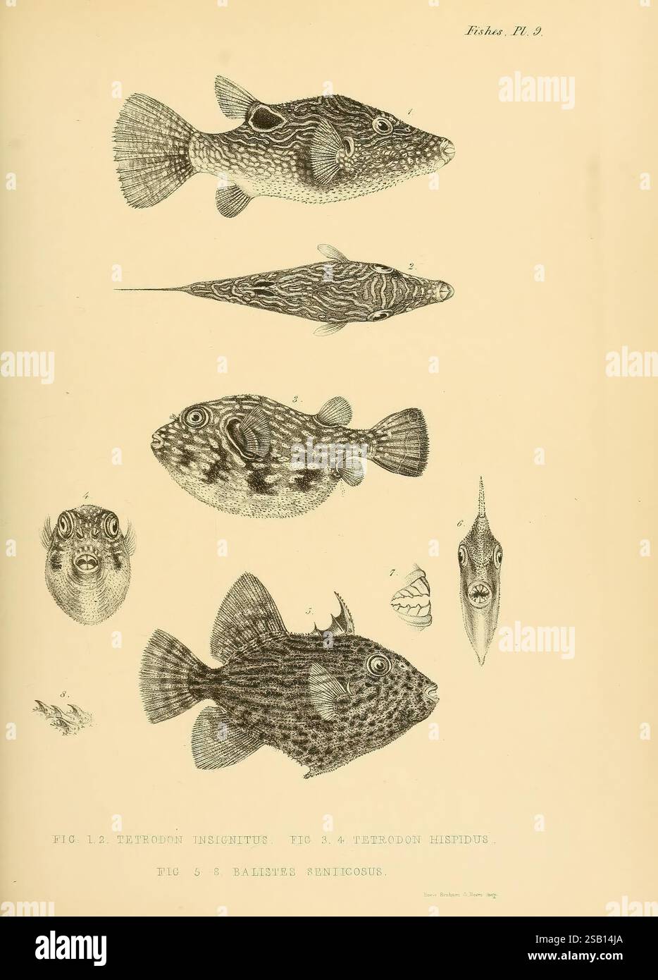 Highlighting distinct physical characteristics hi-res stock photography ...