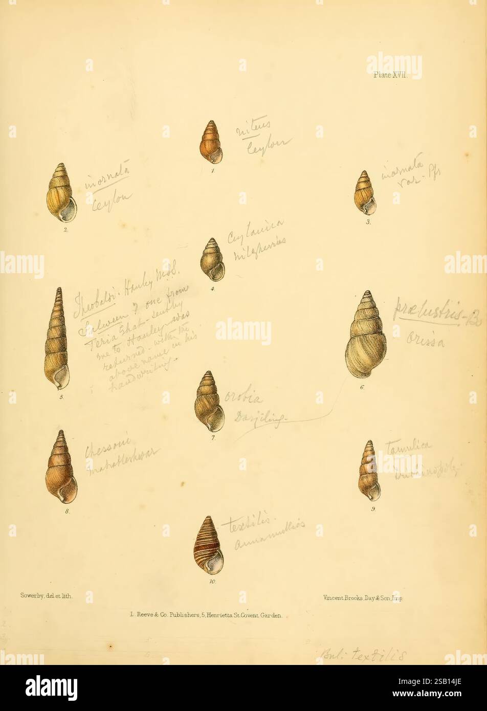Conchologia Indica, London, 1870-1876, shells, India, mollusks, A ...