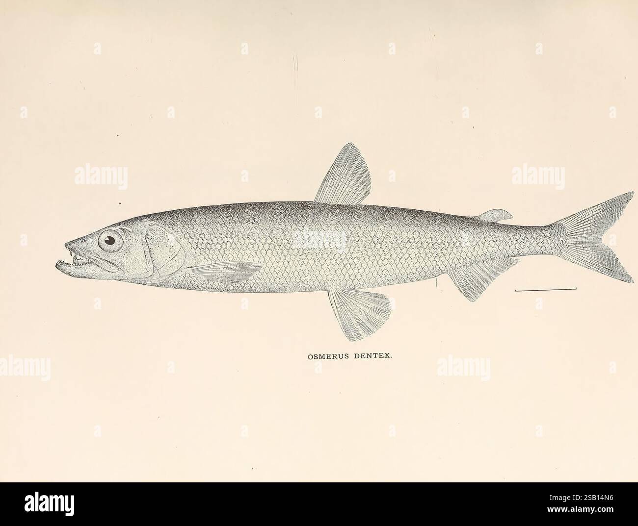 Fishs anatomical structure hi-res stock photography and images - Alamy