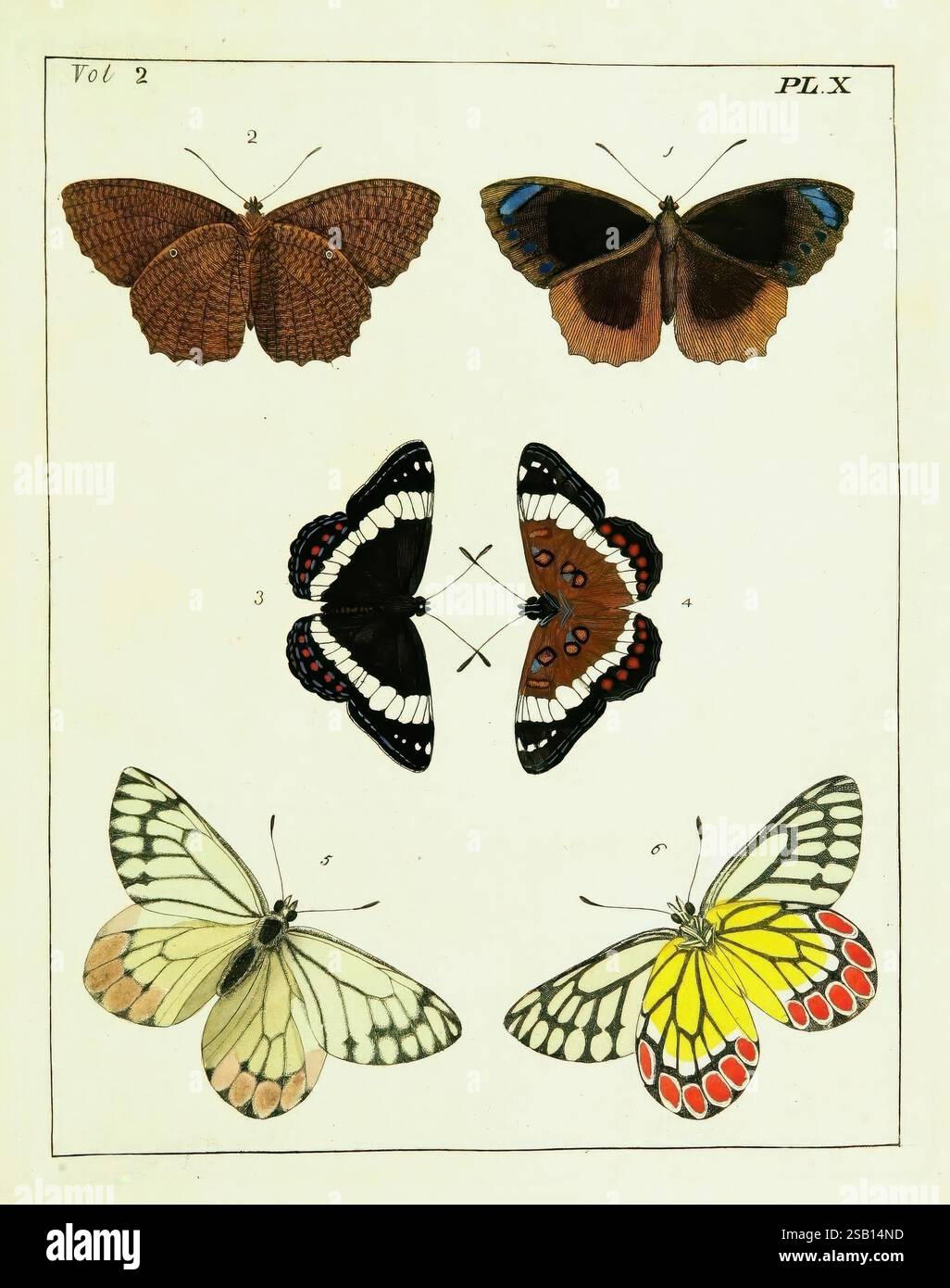 Middle section features two prominent butterflies hi-res stock ...