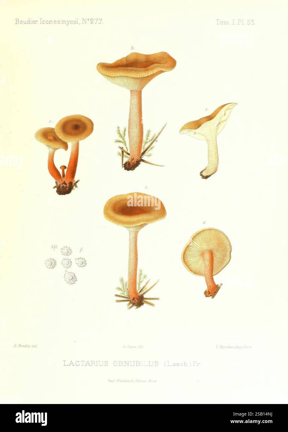 Mushroom variants hi-res stock photography and images - Alamy