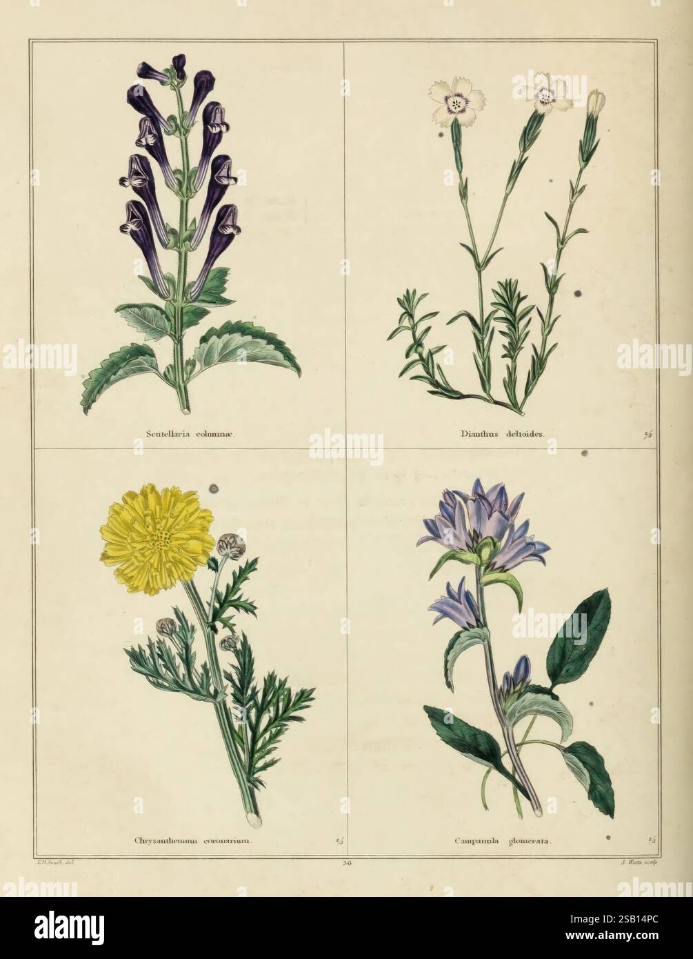 The, botanic, garden, London, Simpkin, &, Marshall, 1825, botany ...