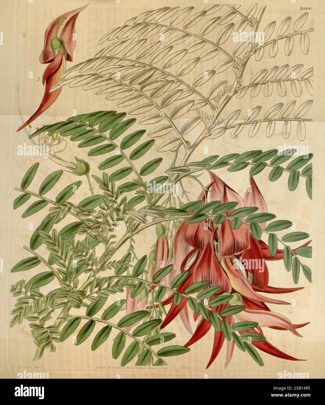 Delicate red arcs hi-res stock photography and images - Alamy