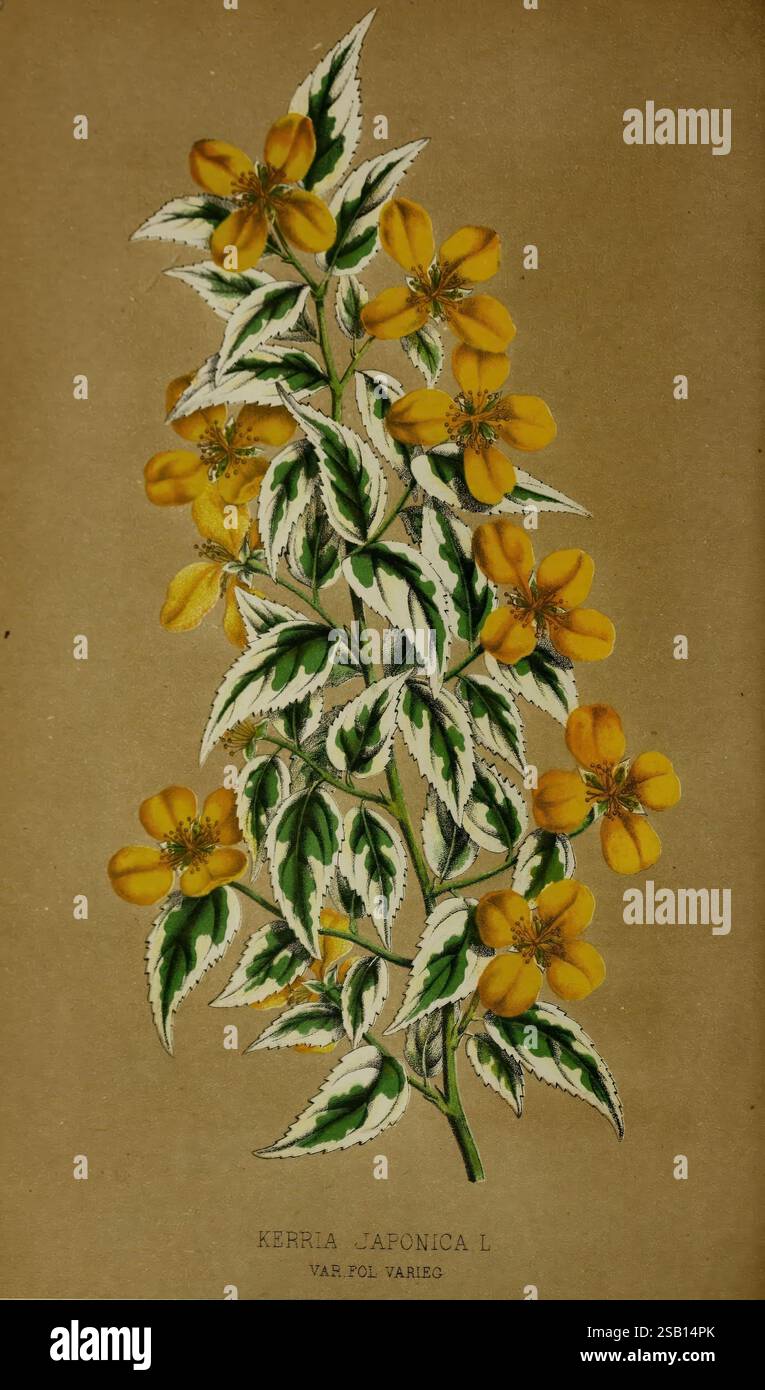 Fol variegata hi-res stock photography and images - Alamy