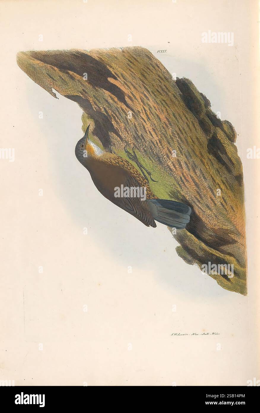 A natural history of the birds of New South Wales collected, engraved ...