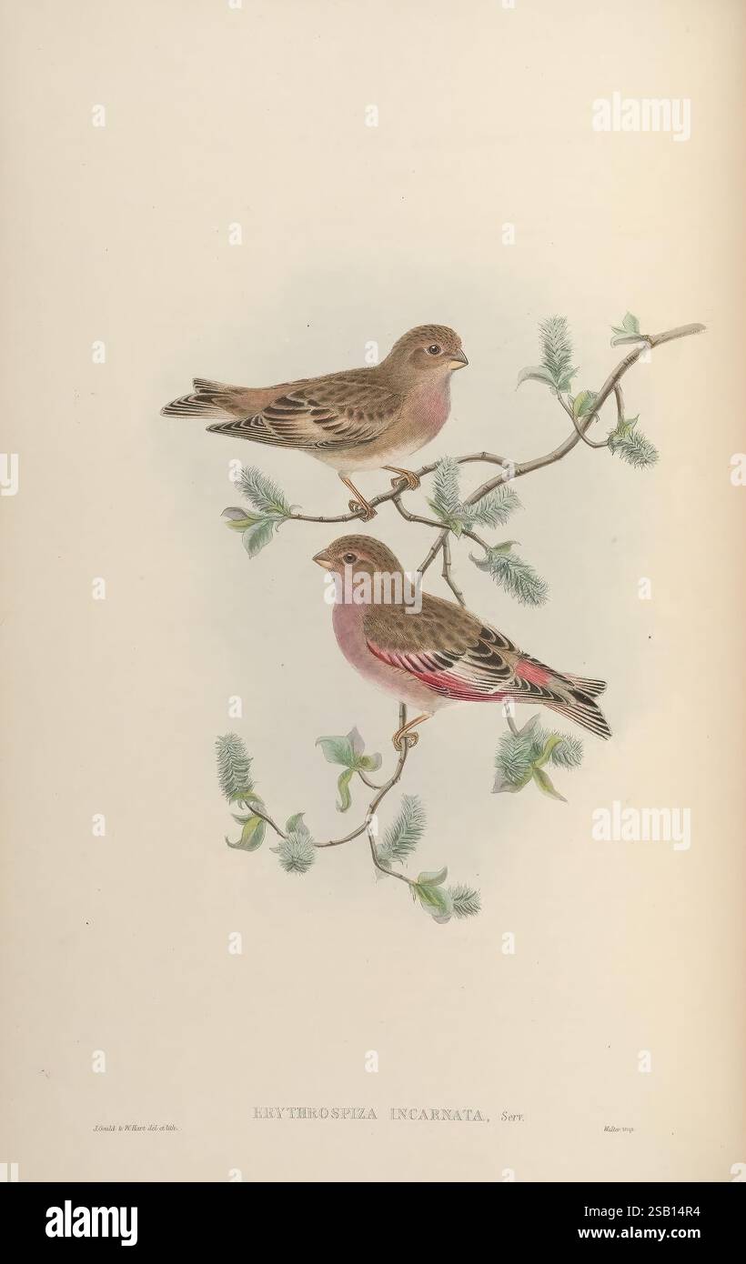 Finch in soft light hi-res stock photography and images - Alamy