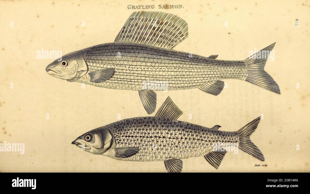 Rounder appearance hi-res stock photography and images - Alamy