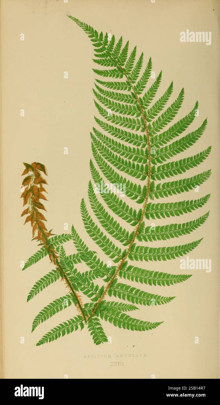 Aspidium angulare species hi-res stock photography and images - Alamy