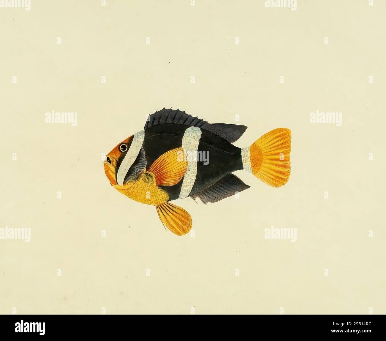 Fish features bold black hi-res stock photography and images - Alamy