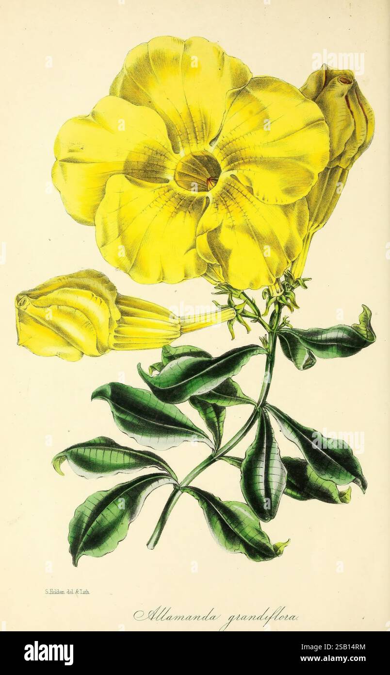 Vibrant yellow allamanda grandiflora plant hi-res stock photography and ...