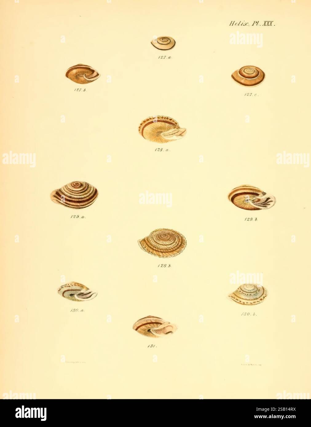 Conchologia iconica, or Illustrations of the shells of molluscous ...