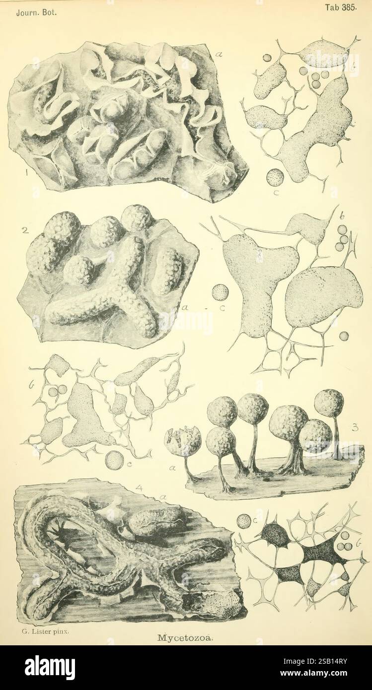 Journal of botany, British and foreign. London, Robert Hardwicke, 1863 ...