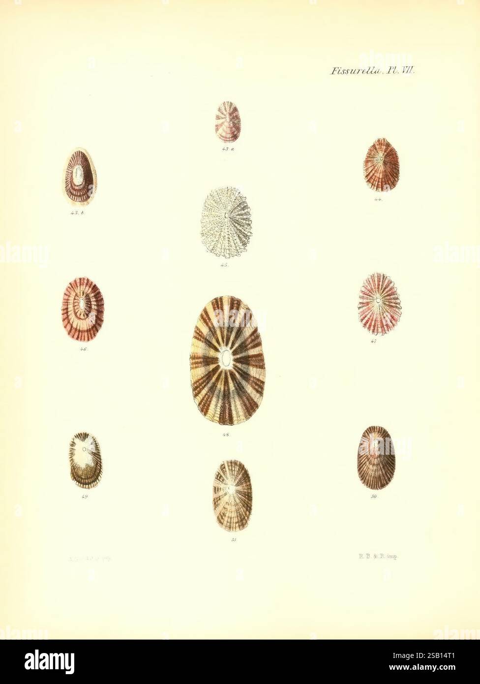 Conchologia Iconica, or Illustrations of the Shells of Molluscous ...