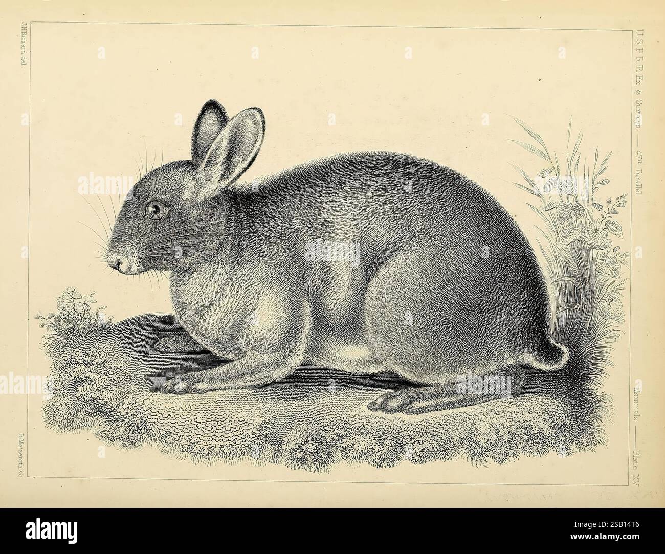 Nuanced fur patterns hi-res stock photography and images - Alamy