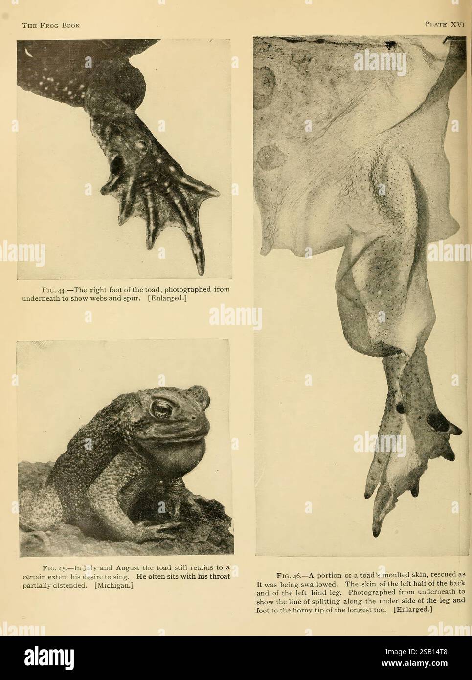 The frog book New York Doubleday Page 1907 amphibians North America ...
