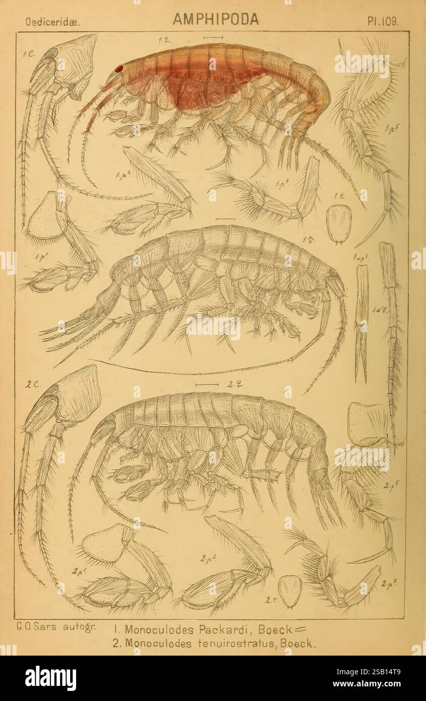 An account of the Crustacea of Norway Christiania A. Cammermeyer 1895 ...
