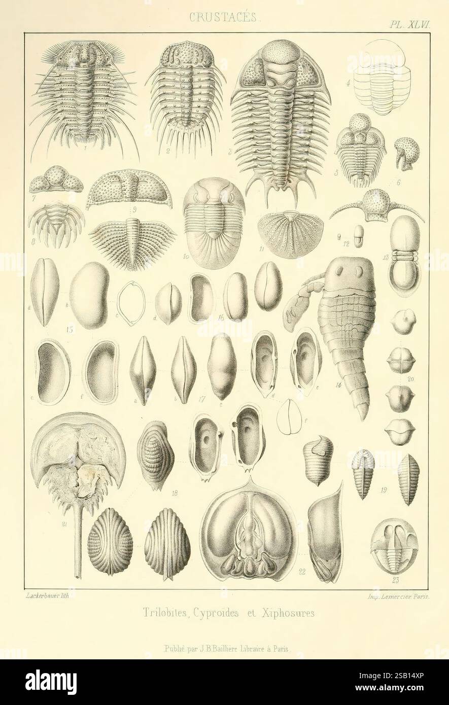 Xiphosura Characteristics