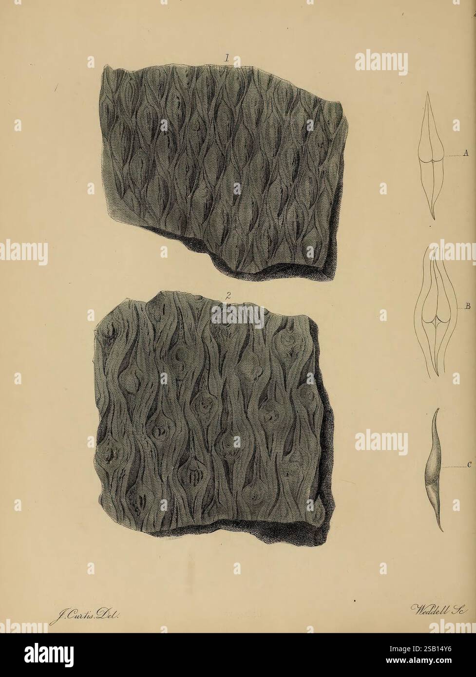 A pictorial atlas of fossil remains1850. Paleontology Pictorial works ...