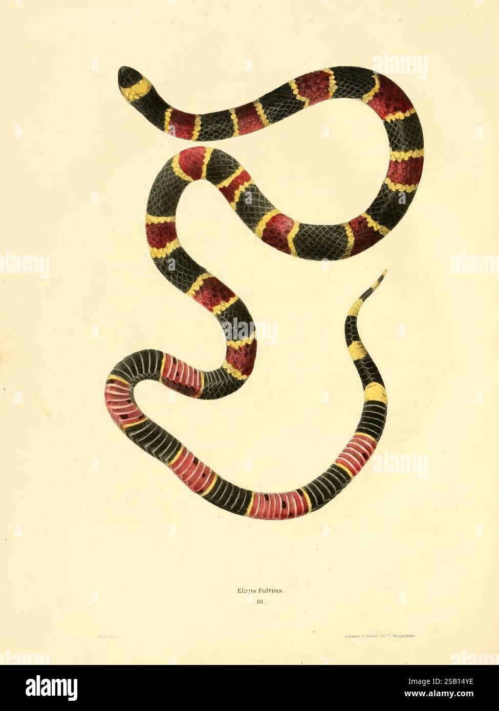 Vibrant banding pattern hi-res stock photography and images - Alamy