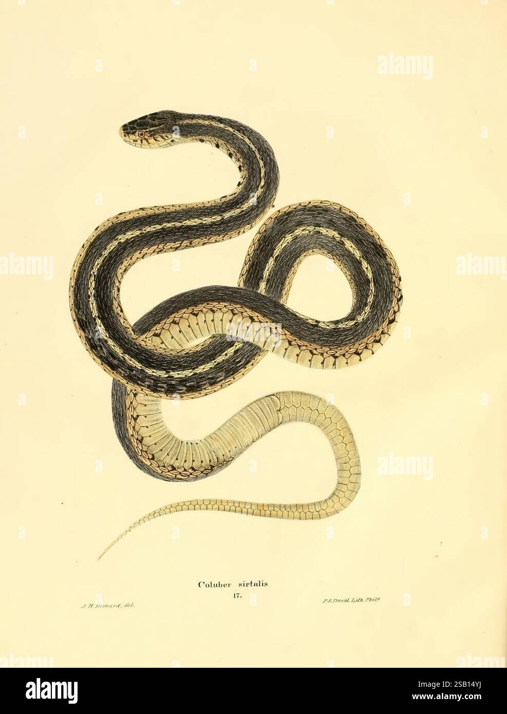 Snakes elongated hi-res stock photography and images - Alamy