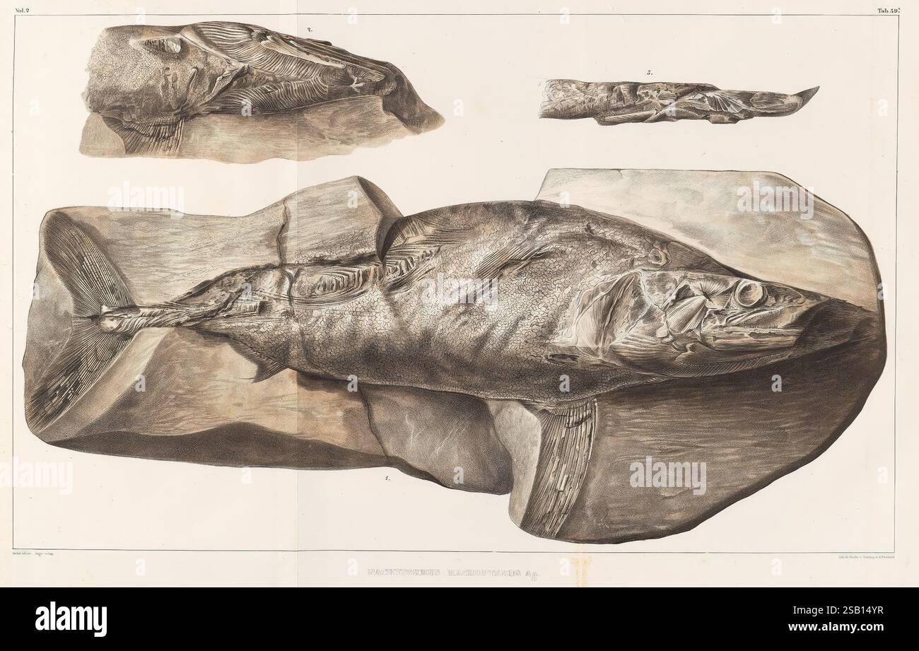 Fishs unique characteristics hi-res stock photography and images - Alamy