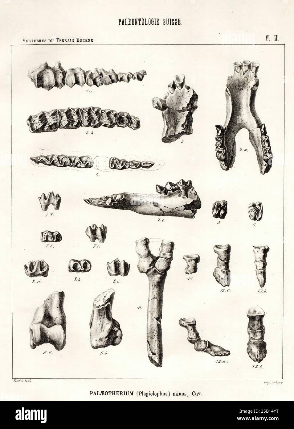 Mémoire sur les animaux vertébrés trouvés dans le terrain sidérolitique ...